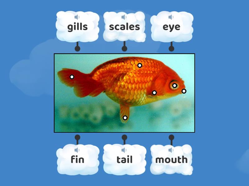 Fish parts - Labelled diagram