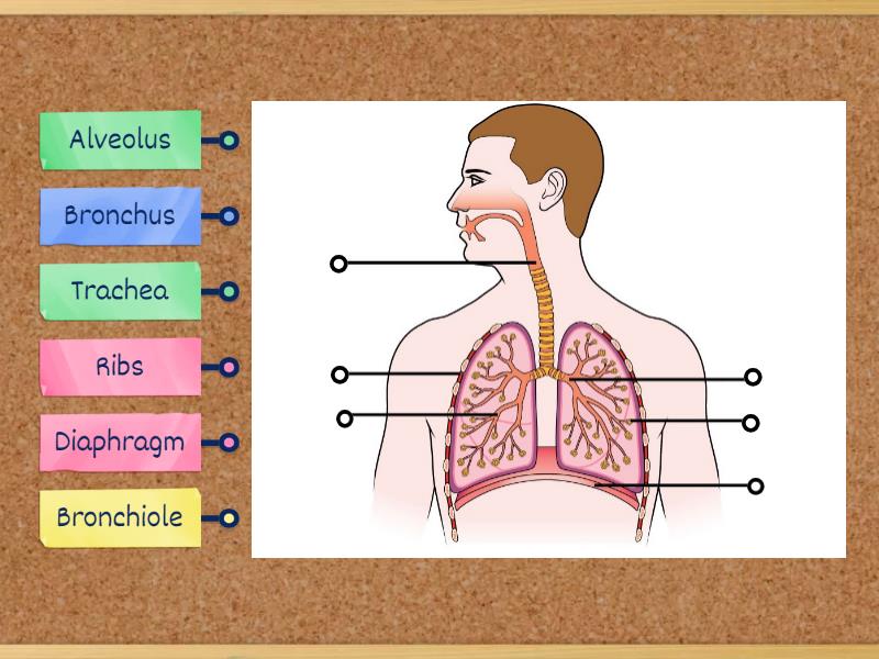Respiratory System - Label the Diagram - Diagrama amb etiquetes