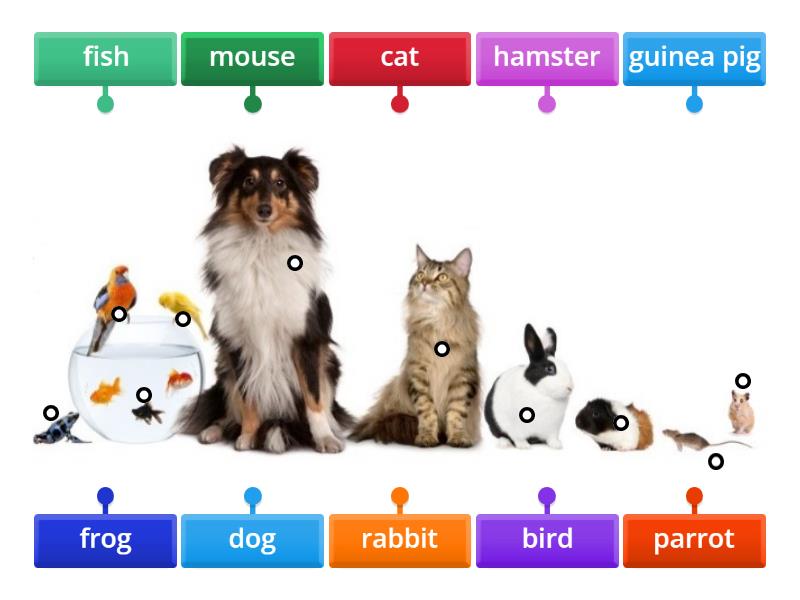 Pets - Labelled diagram