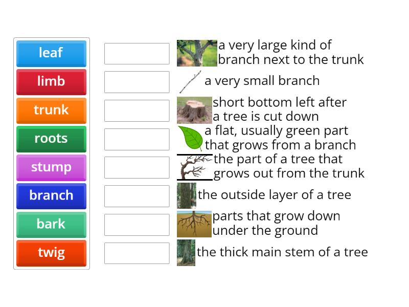 Tree Parts Quiz - Match up