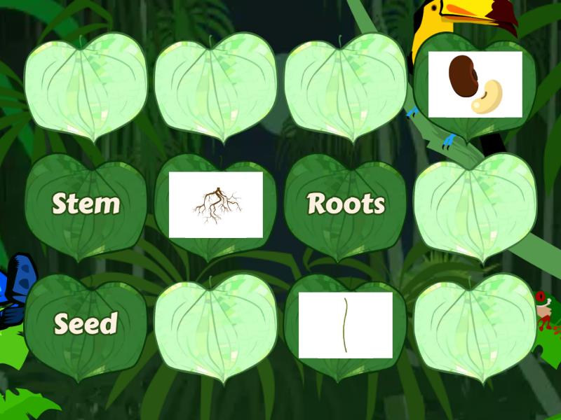 Parts of a Plant - Matching pairs