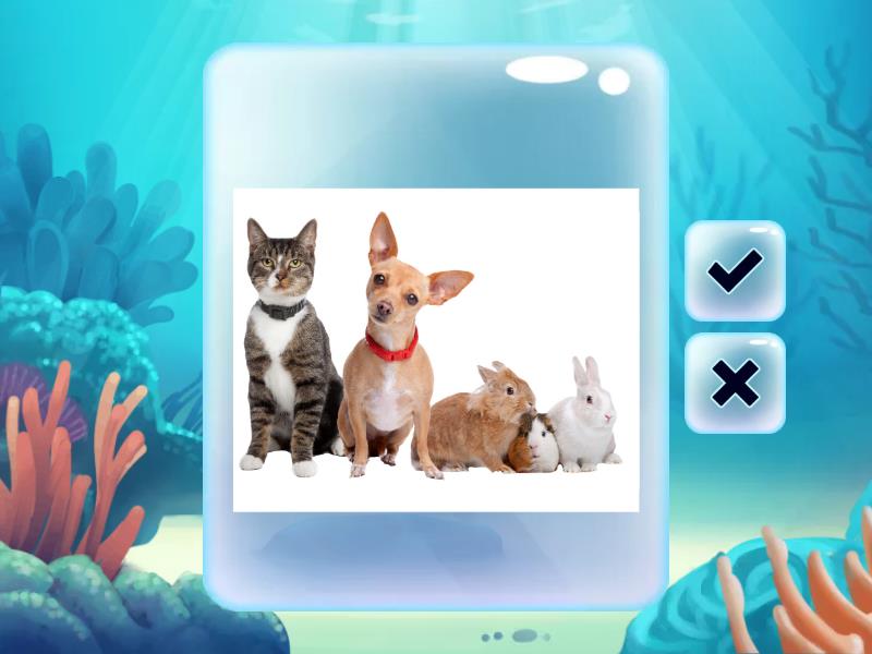 Unit 16 My pets - Flash cards