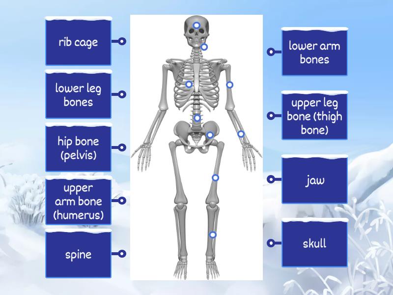 Grade 4 Parts of the Skeleton - Labelled diagram