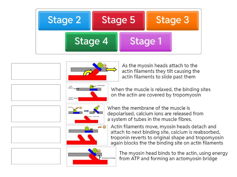 Stages of muscle contraction (sliding filament theory) - Match up