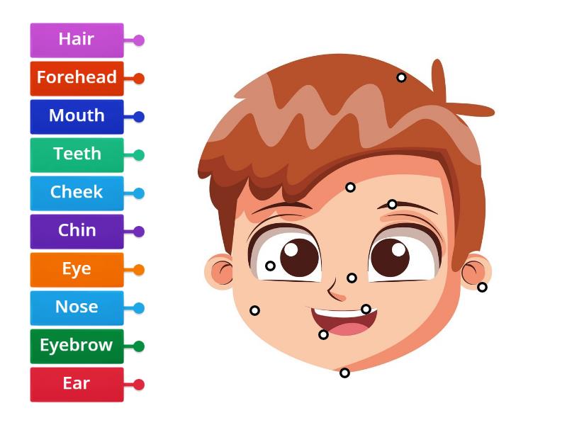 Face - Labelled diagram