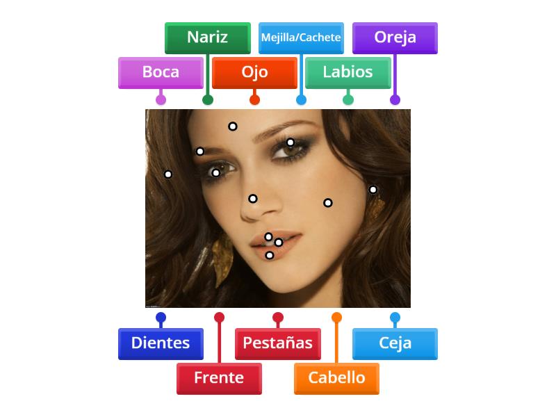 Partes de la cara - Labelled diagram