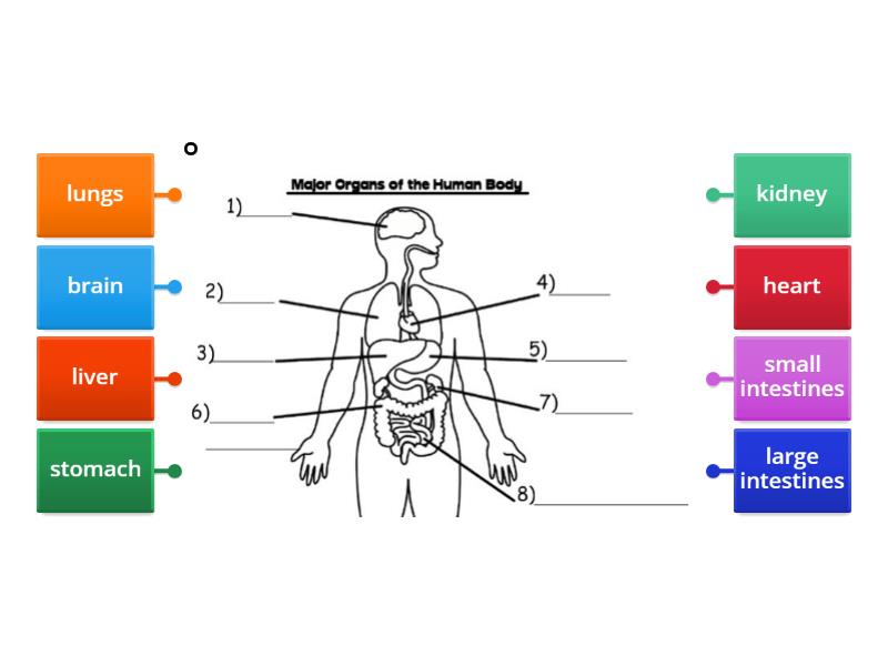 label organs - Labelled diagram
