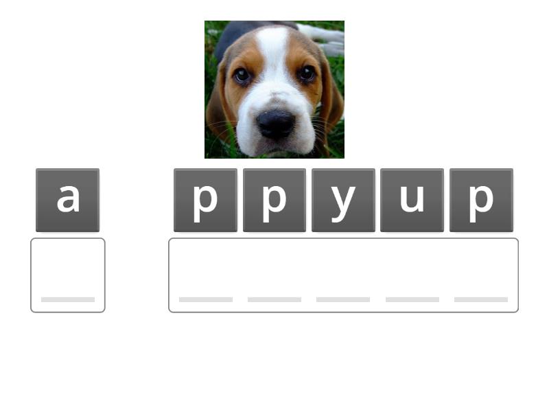 LAPITSKAYA FORM 3 UNIT 4 PETS - Anagram