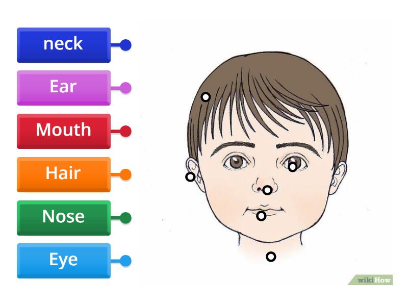 Face - Labelled diagram