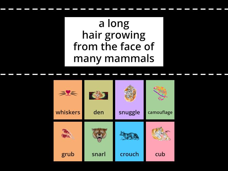 Tigress - lesson 2 vocab check - Find the match