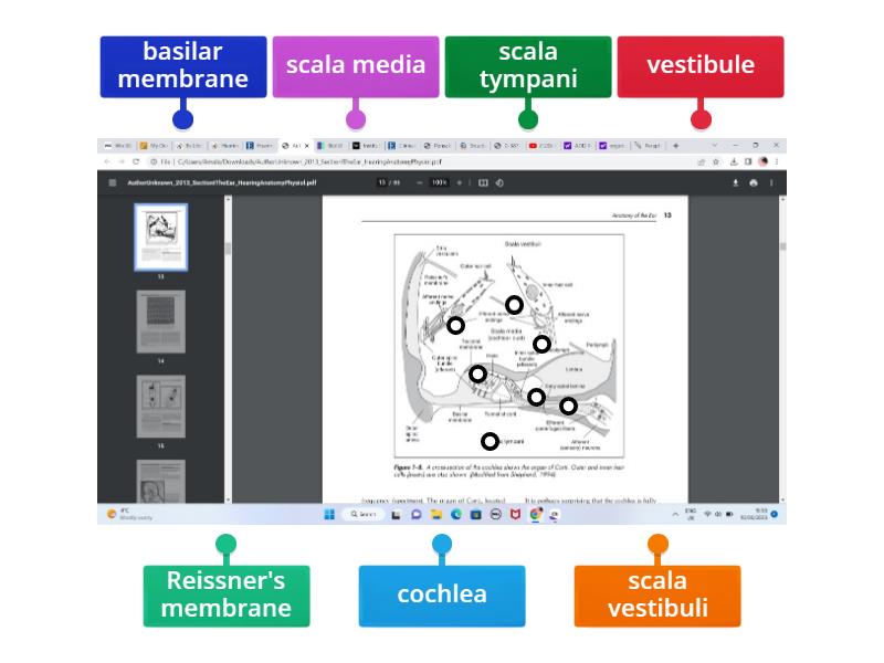 Cardiovascular system - Label the double circulatory system ...