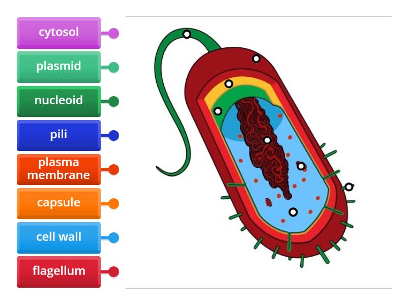Prokaryotic Cell - Labelled diagram