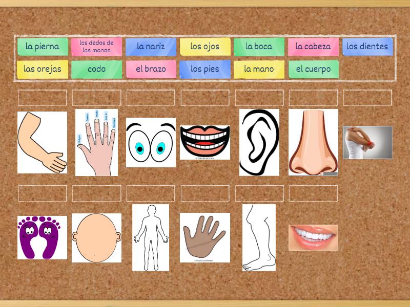 Partes del cuerpo - Match up