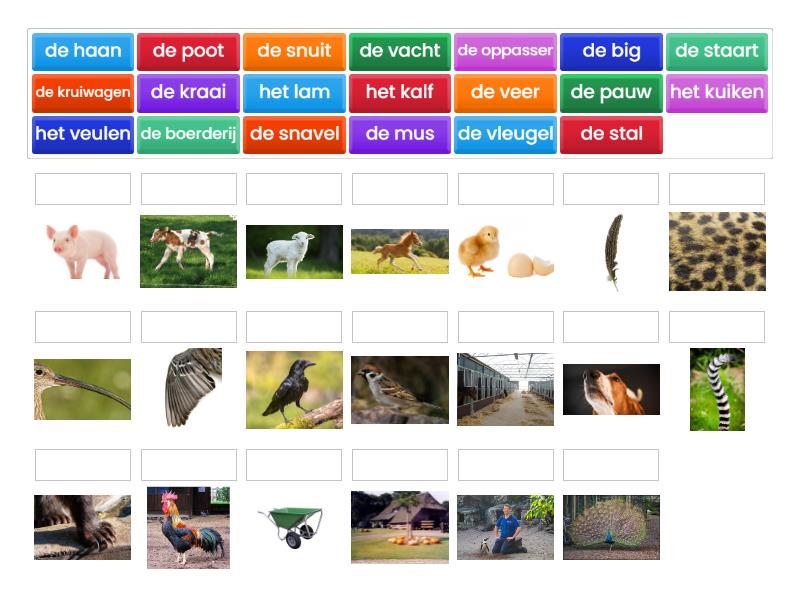 NT2 woordenschat | dieren en het weer (2) - Une las parejas