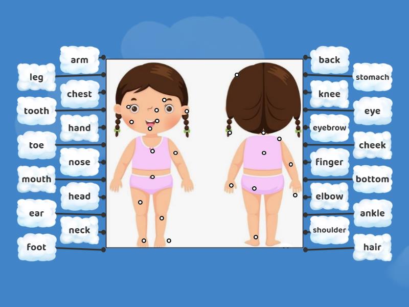 my body parts - Labelled diagram