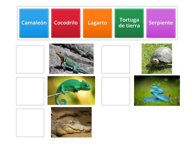 Actividad reptiles - Match up
