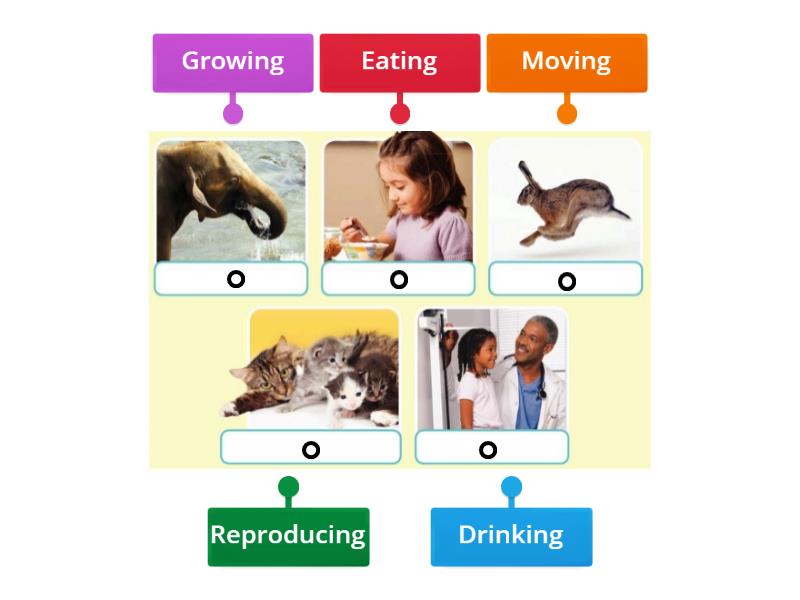 life processes - Labelled diagram