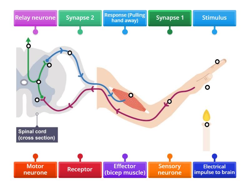 Week 3: Reflex arc Wordwall activity - Labelled diagram