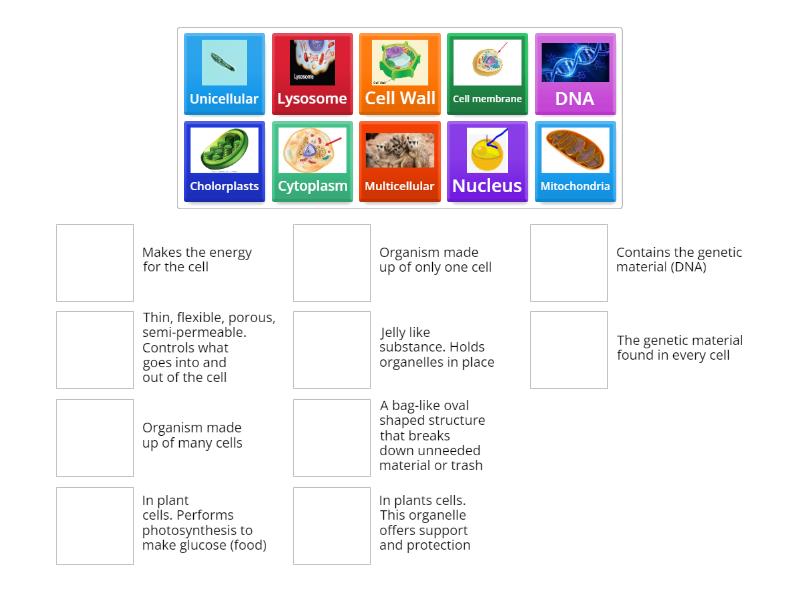 Tiger Academy: Cell Structure Vocabulary Practice - Match up