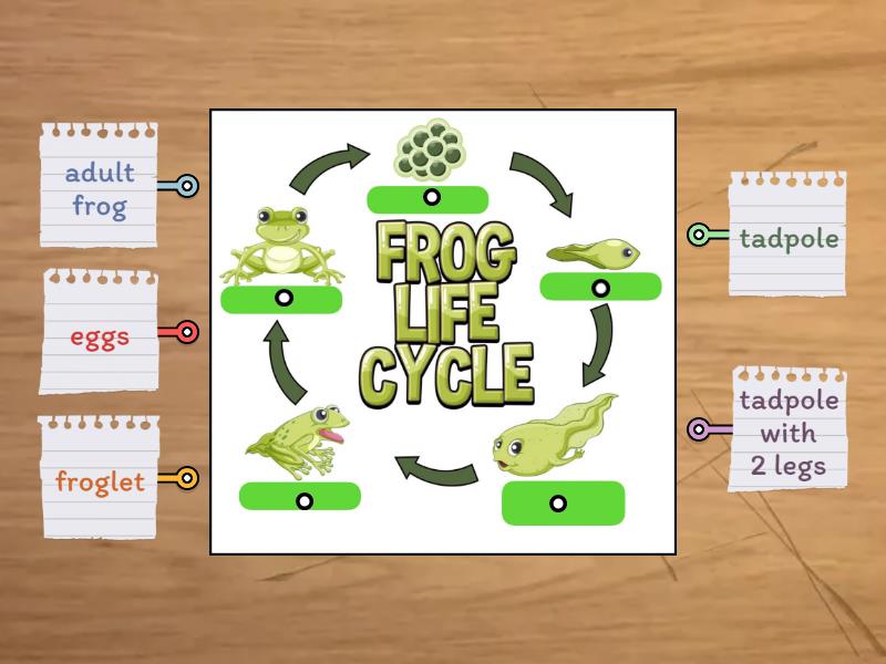 Frog life cycle - Labelled diagram