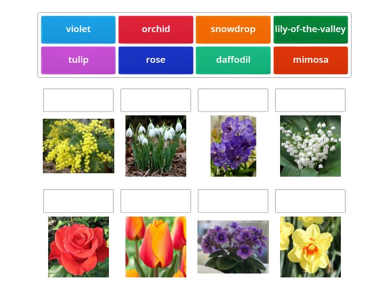Flowers - Match up