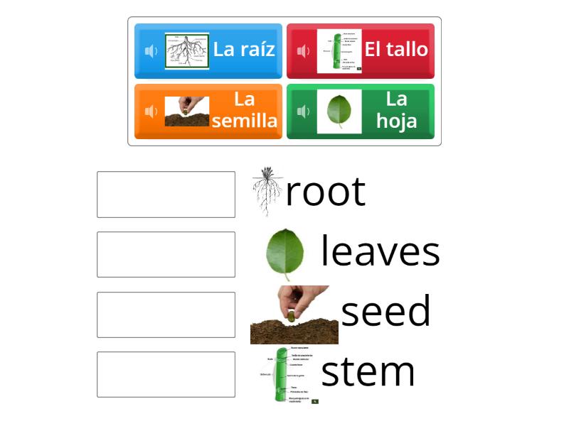 Vocabulario del ciclo de las plantas - Une las parejas