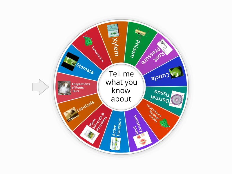 Plant Biology - Spin the wheel