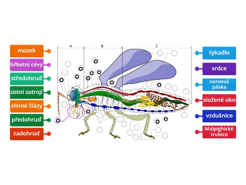 hmyz anatomie - Diagrama con etiquetas