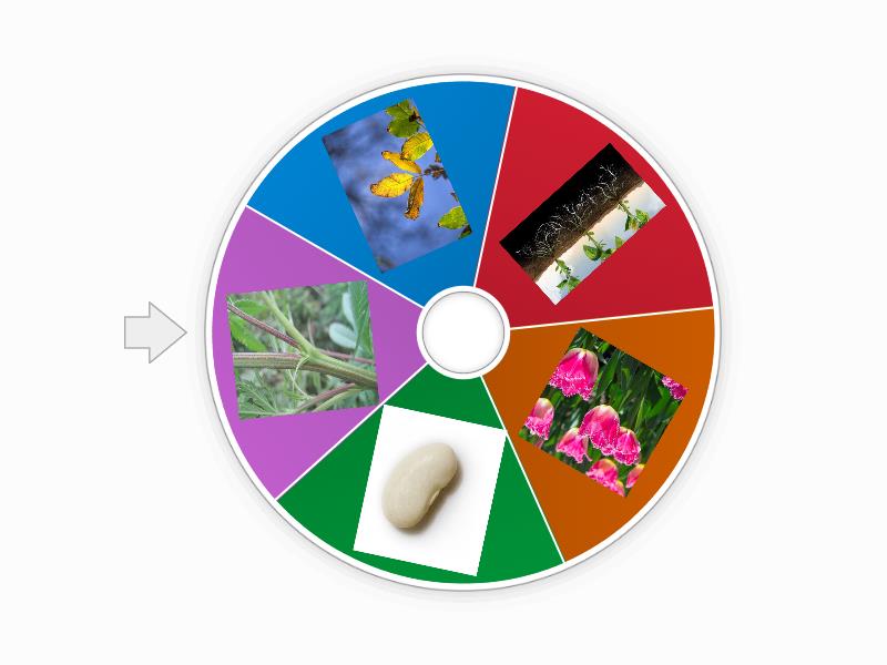 What is it? (Parts of a flower) - Spin the wheel