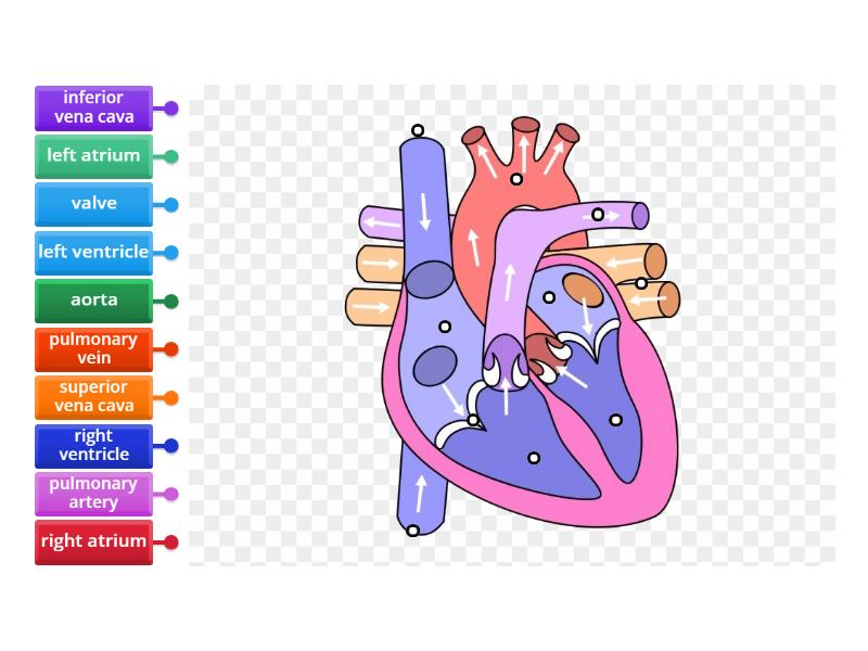 Unit 4. EX.1 : Identify the main parts of the heart - Labelled diagram