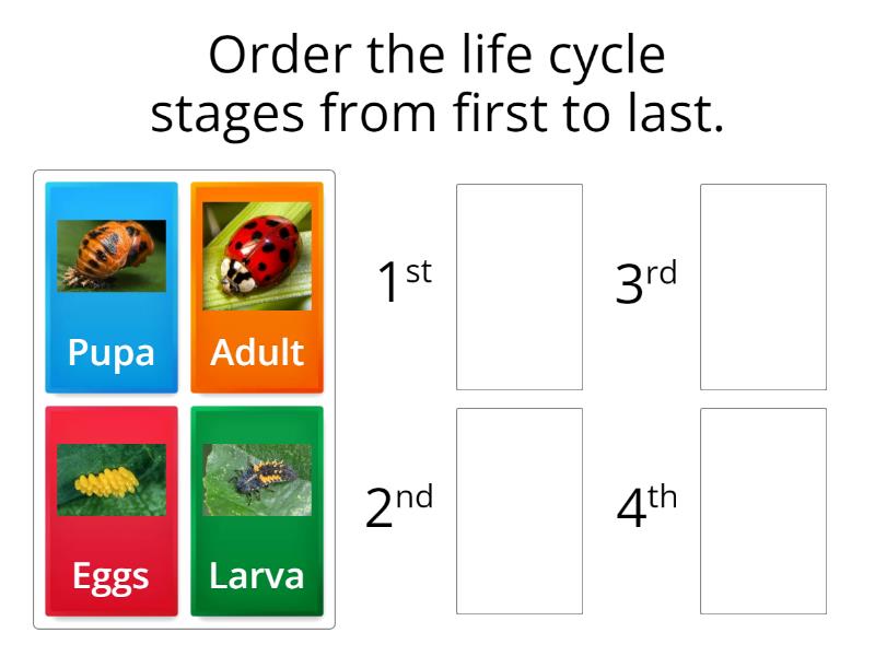 Insect Life Cycle - Rank order