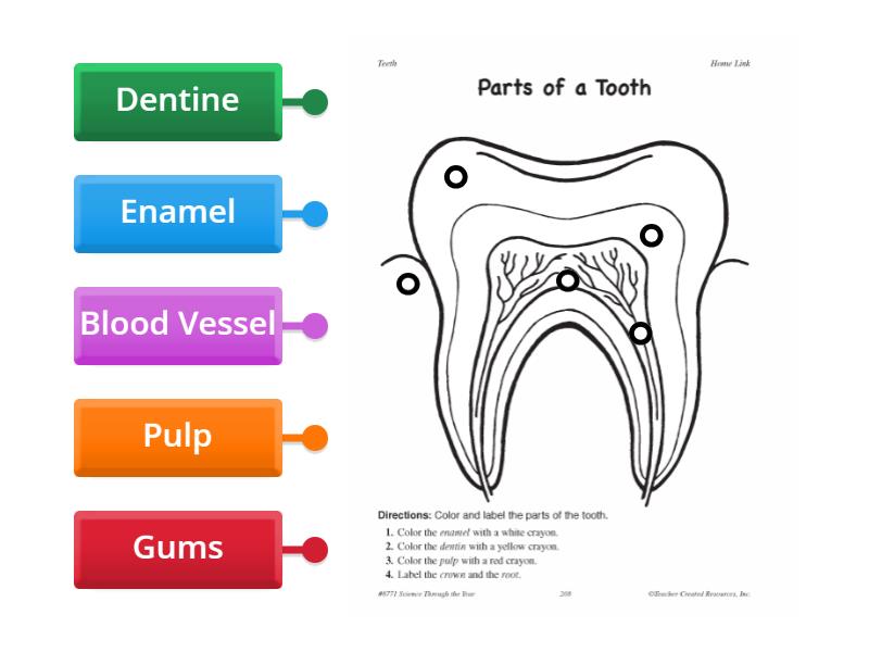 Label the layers of tooth - Labelled diagram