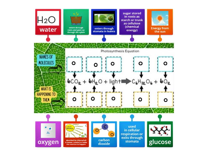 Photosynthesis Equation - Labelled diagram