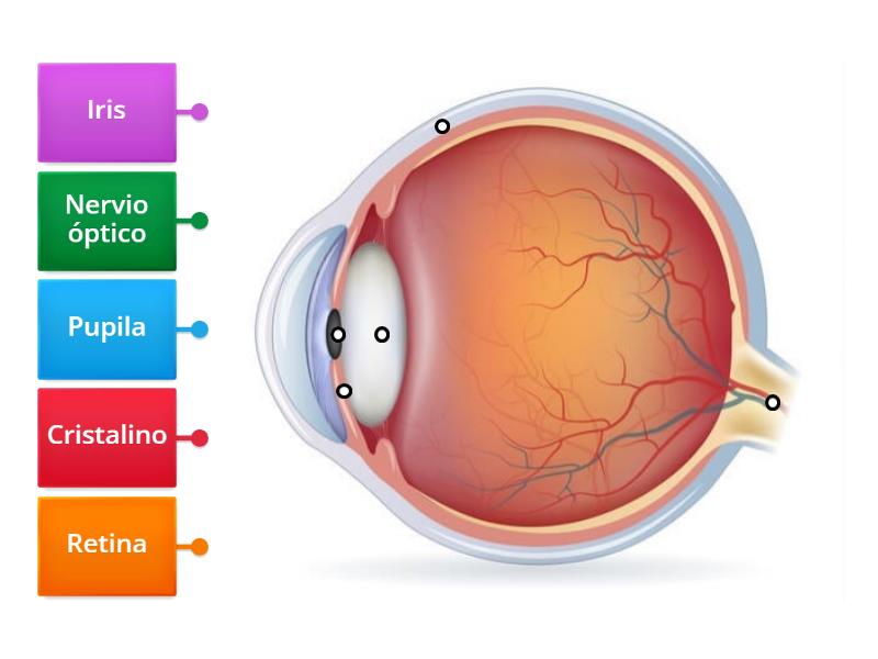 PARTES INTERNAS DO OLLO - Labelled diagram