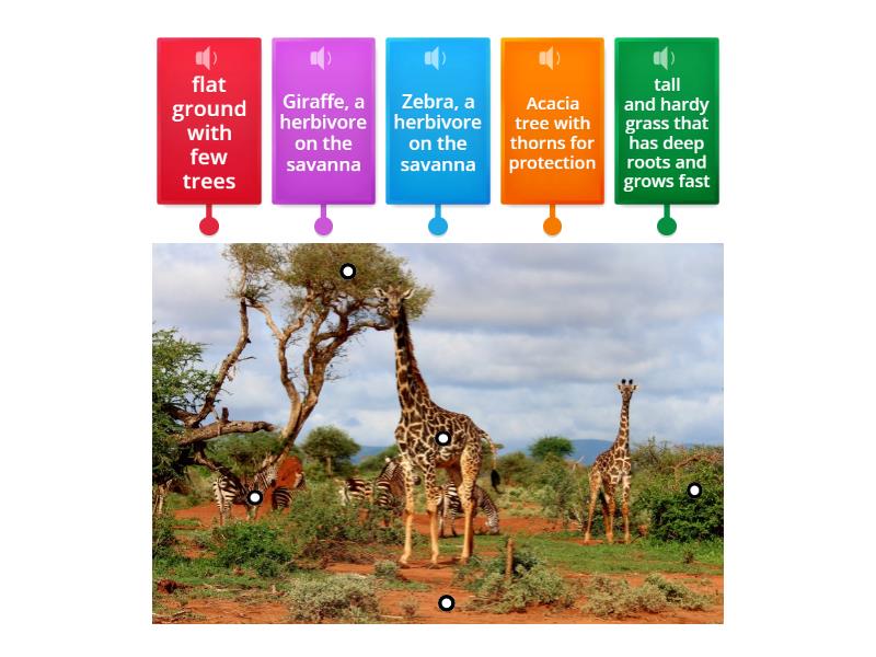 Savanna Grasslands Habitat - Labelled diagram
