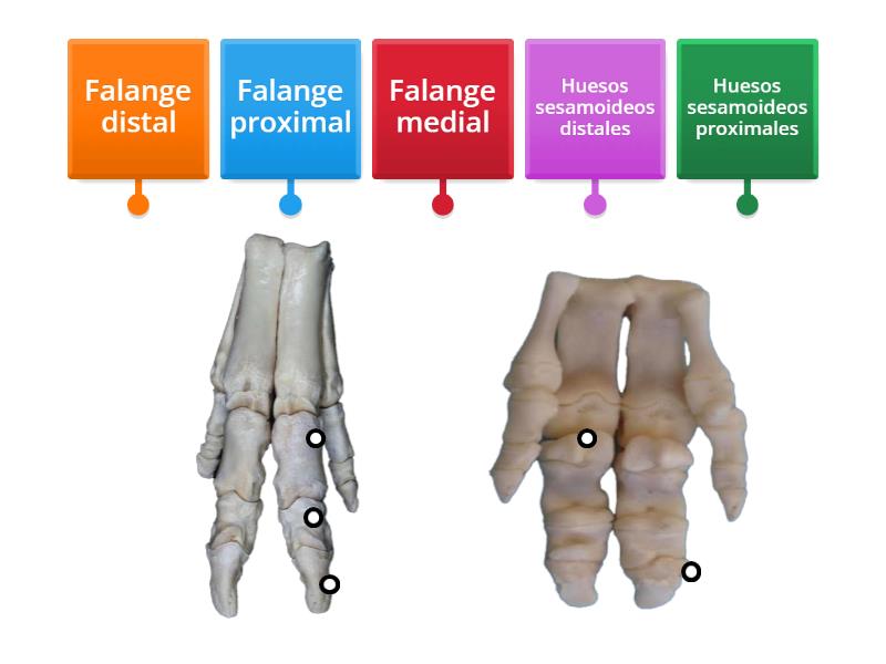 SU FALANGES Y SESAMOIDEOS - Labelled diagram