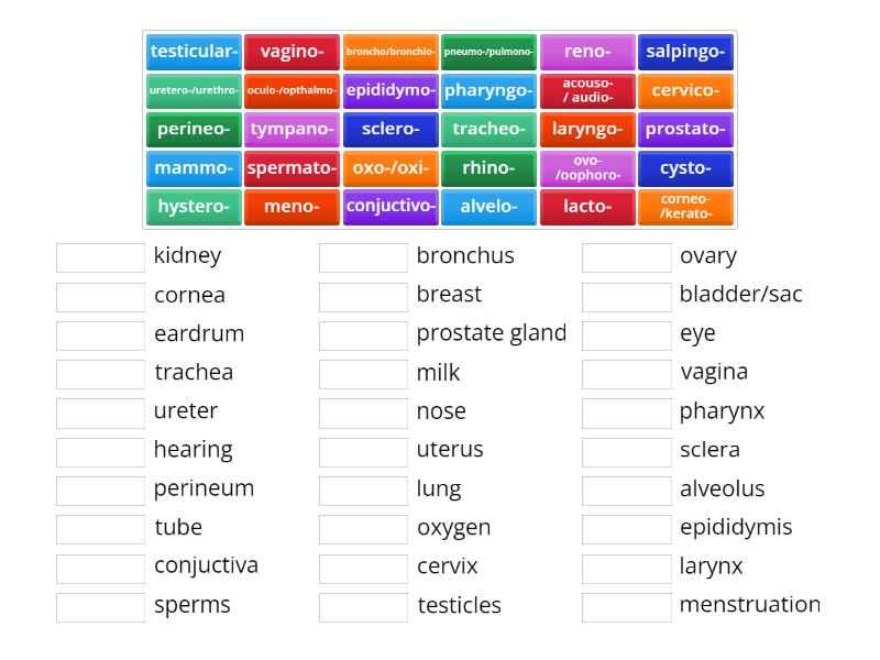 Match the combining forms of these organ systems to their right ...