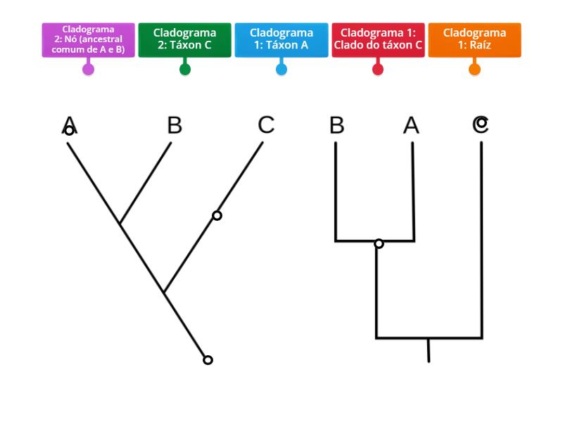 Cladograma - Labelled diagram