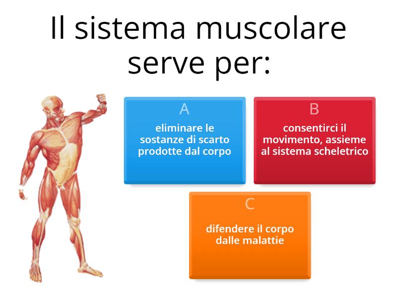 : il sistema muscolare - Quiz