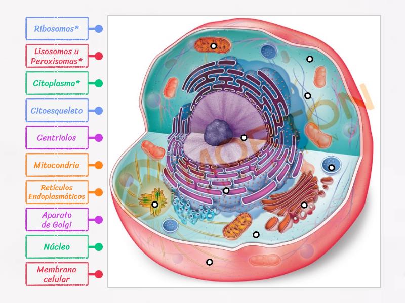 Diagrama Célula Eucarionte Animal - 8° básico CN - Diagrama con etiquetas