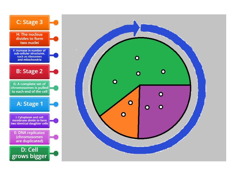 The cell cycle GCSE Biology - Labelled diagram