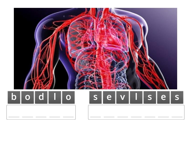 Science Stage 3 - Unit 4: Human organs - Anagram