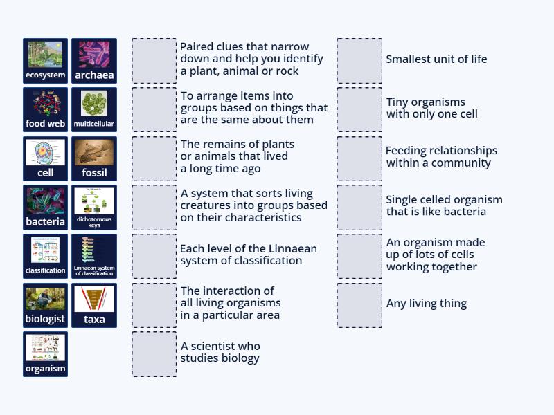 Year 7 science - biology 1 - Match up