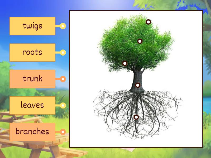 Parts of a tree labeling - Labelled diagram