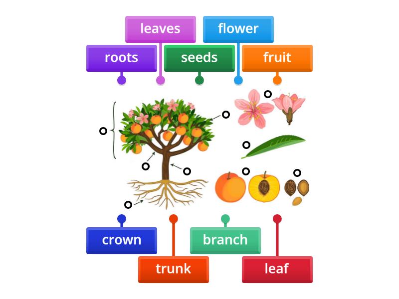 Tree Parts - Labelled diagram