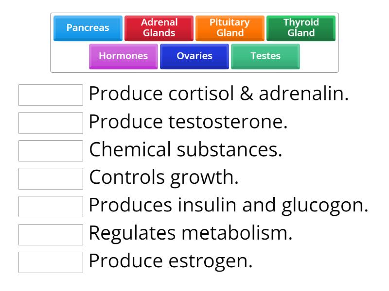Endocrine System Match - Match up