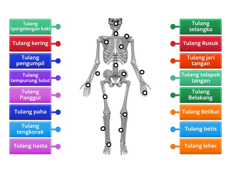 Alat Gerak Manusia - Labelled diagram