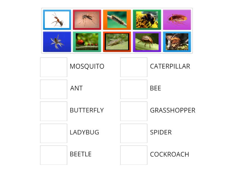 BUGS AND INSECTS - Match up