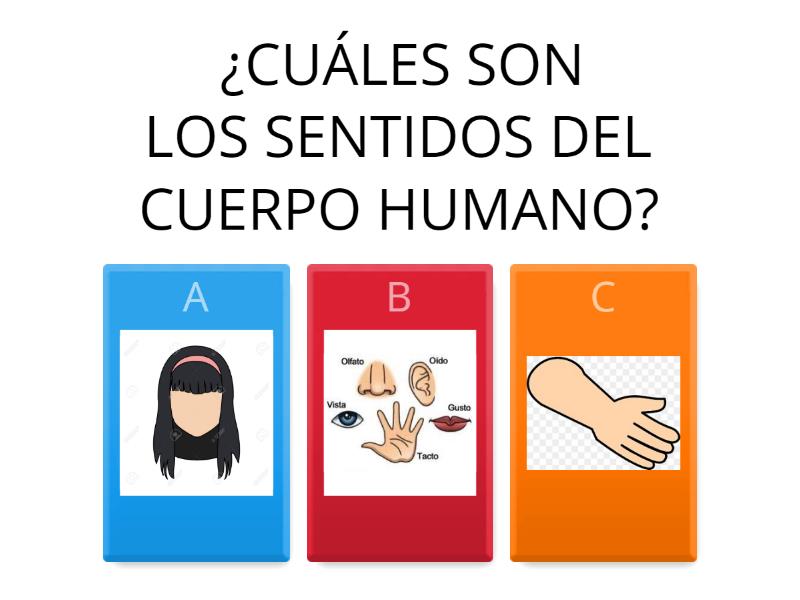LOS CINCO SENTIDOS DEL CUERPO HUMANO - Test