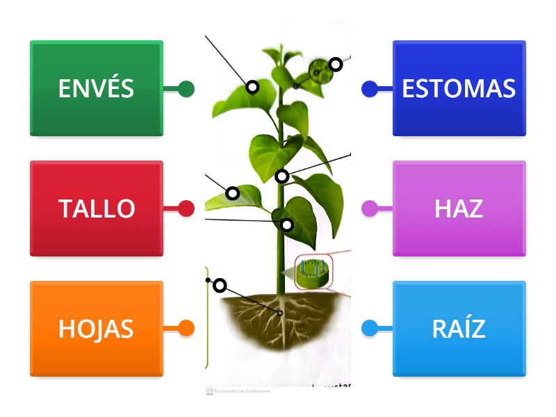Reino Plantas_ Cormófitas Partes 1ºESO - Diagrama con etiquetas